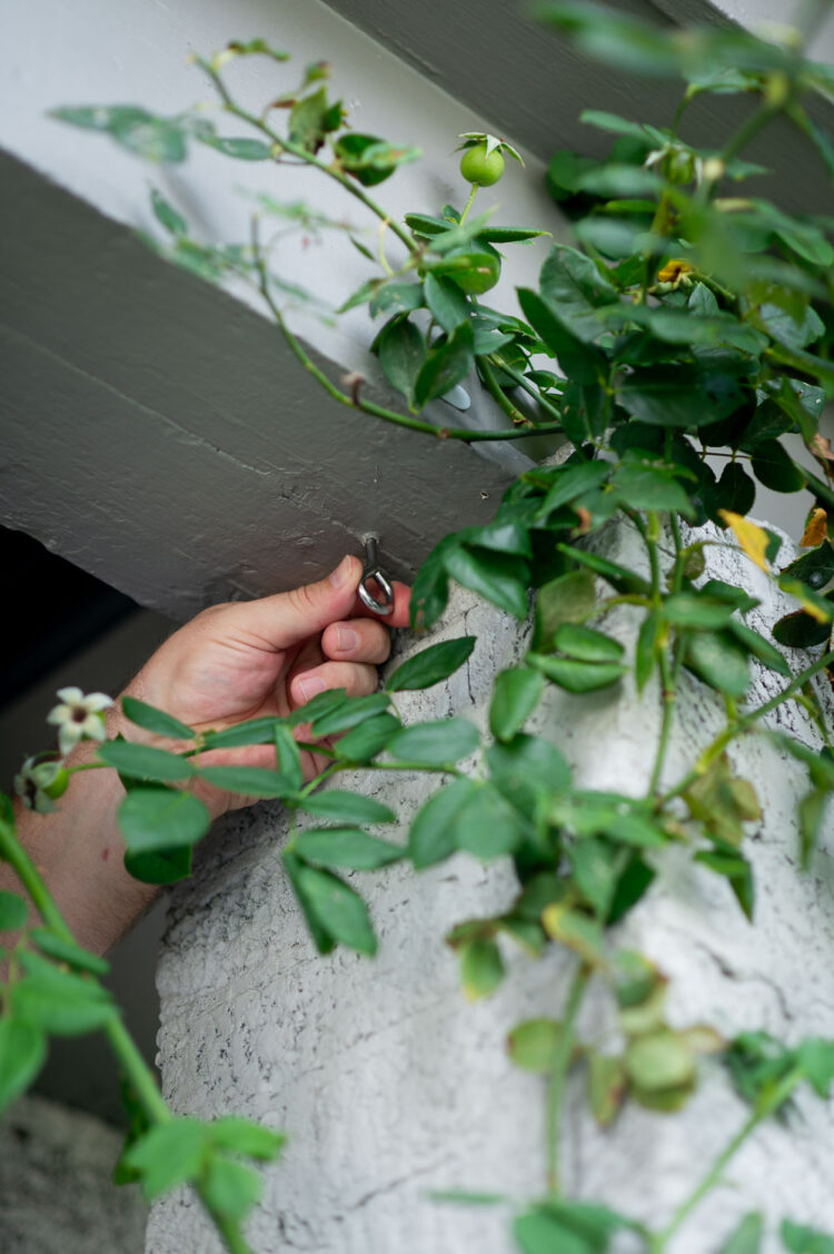 How to Install a Wire Trellis to Train Climbing Roses Over a Front ...
