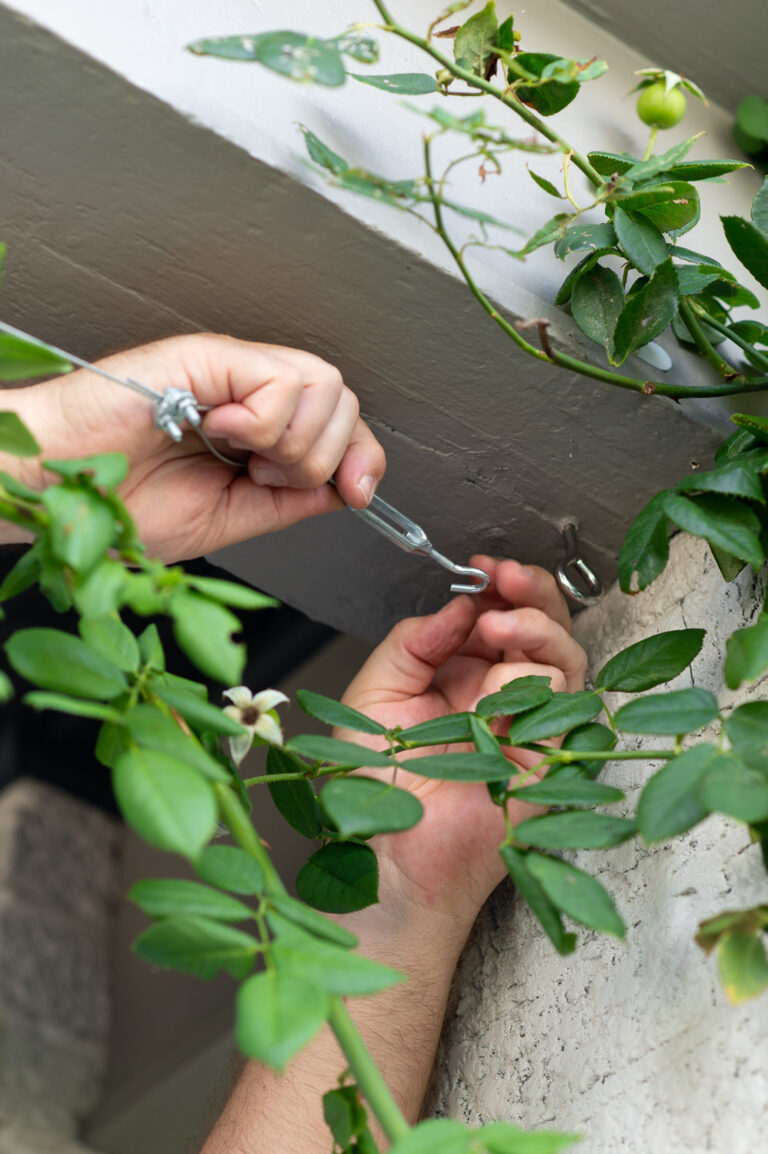 How to Install a Wire Trellis to Train Climbing Roses Over a Front ...