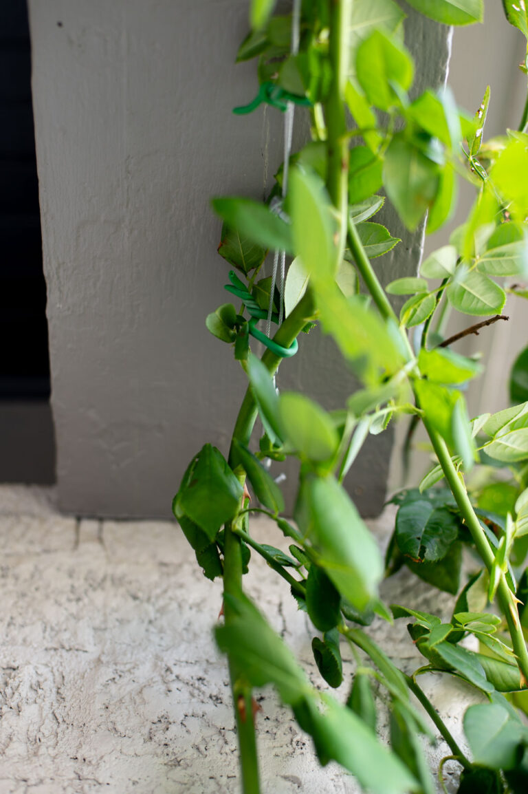 How to Install a Wire Trellis to Train Climbing Roses Over a Front ...