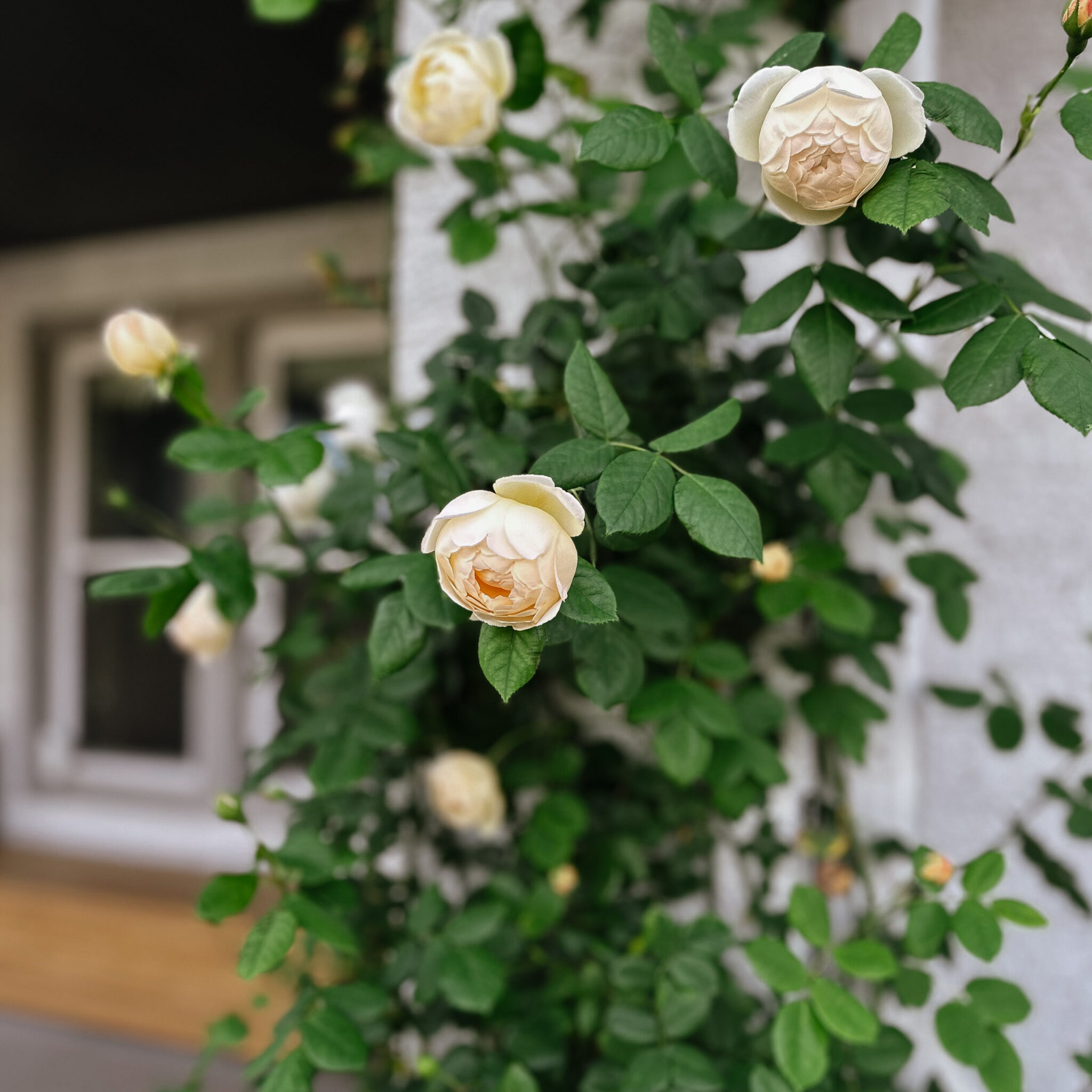 How to Install a Wire Trellis to Train Climbing Roses Over a Front ...
